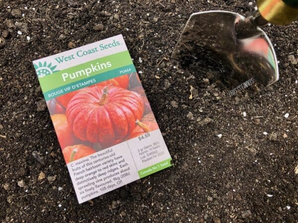 How to grow pumpkins 🍂 🎃 Expert advice for every step