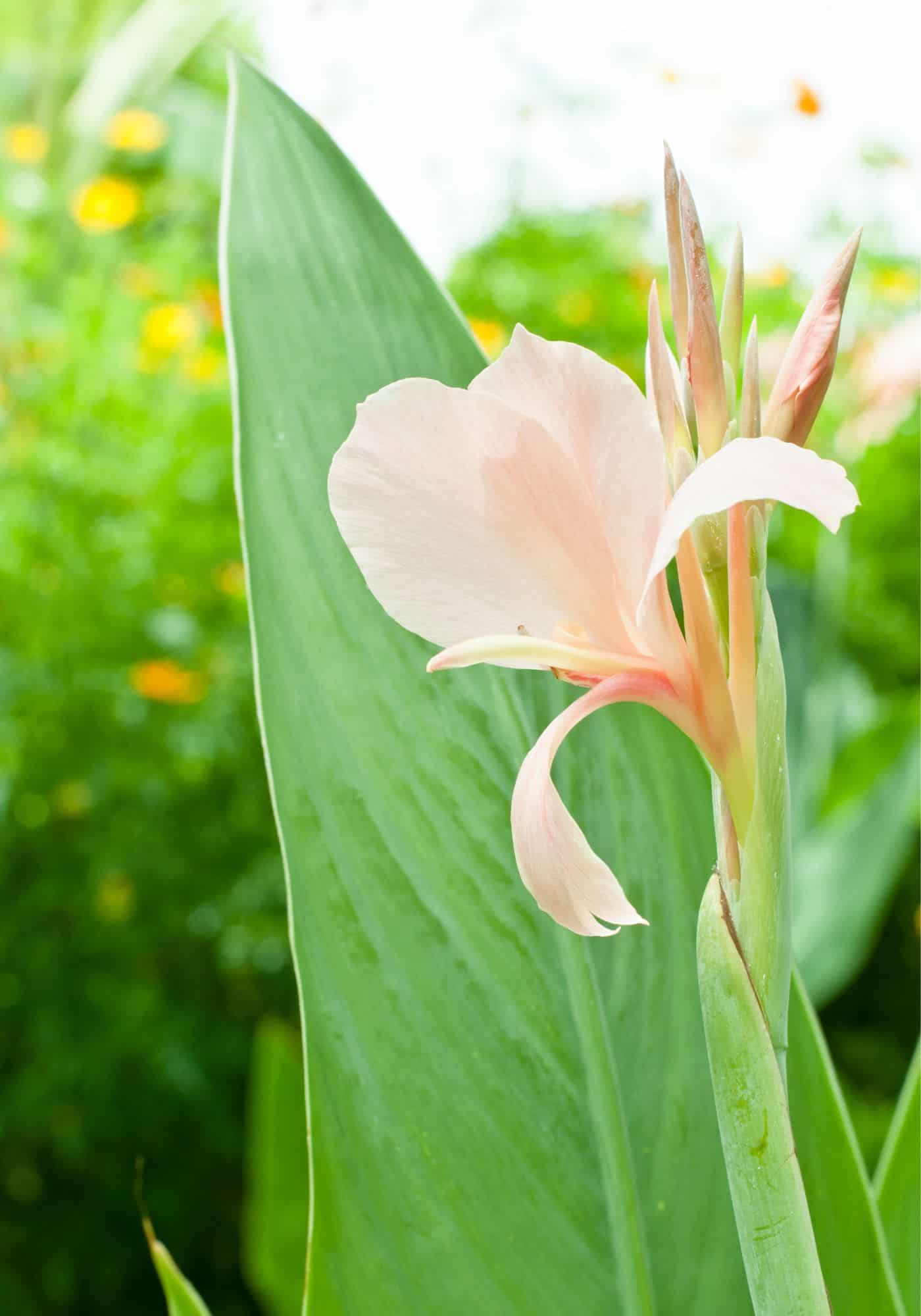 Canna lily 🌸 🌿 A tropical touch for your space