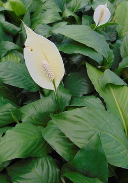Peace lily care 🍃 💐 Tips for ultimate plant wellness