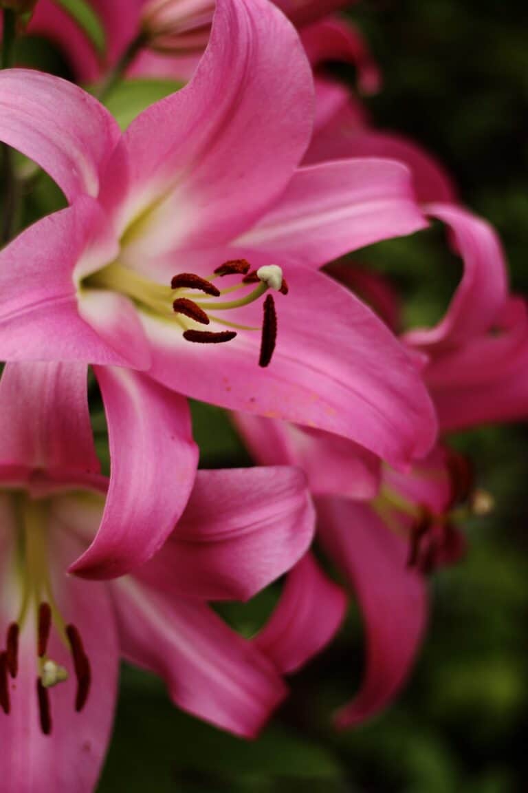 How to grow lilies 🌷🌿 From bulbs to blooms (step-by-step)
