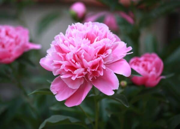 50 pink peonies 🌸 💗 BEST varieties, plus tips for cultivating these ...