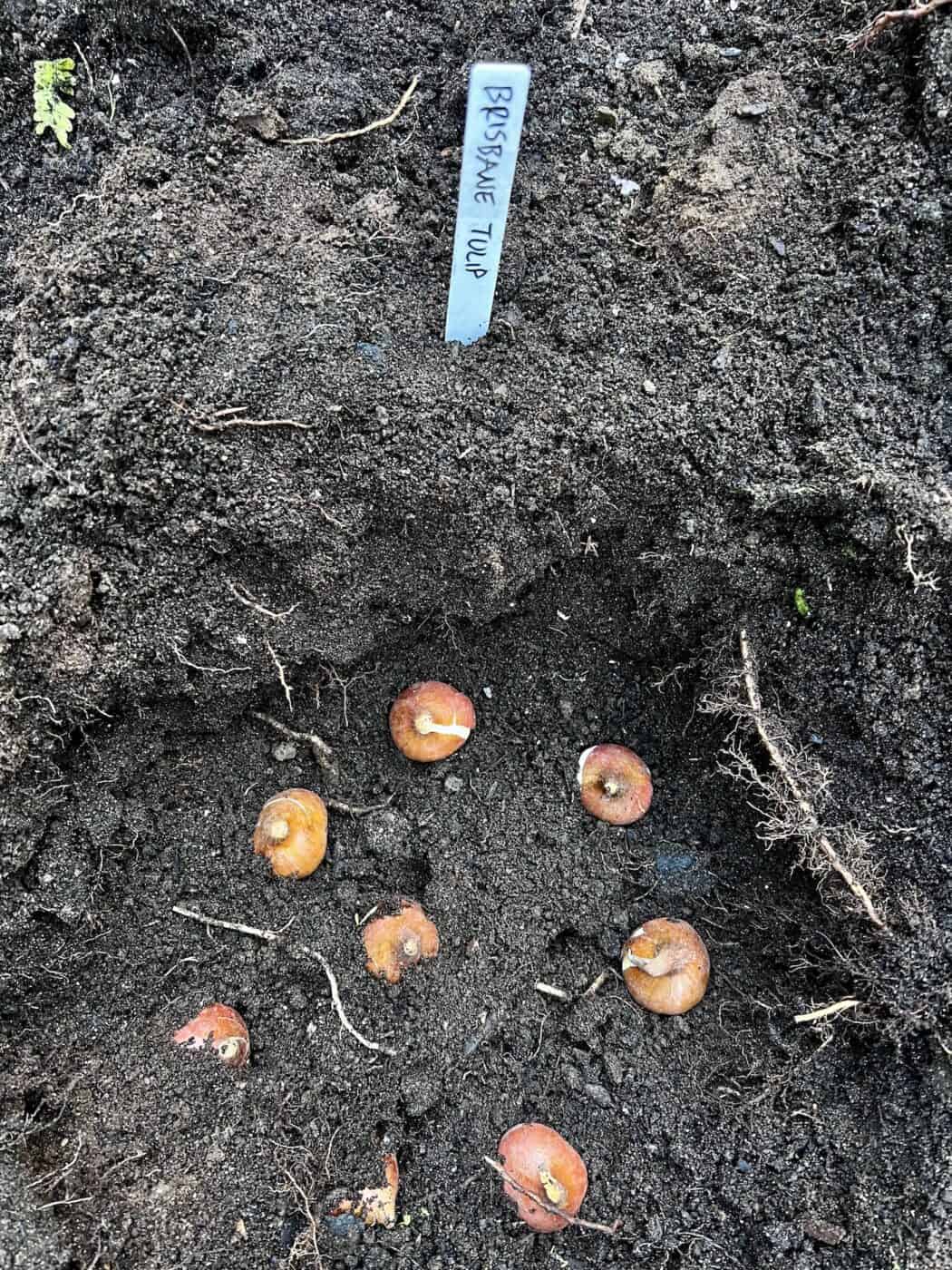 How to grow tulips 🍃🌷 Best practices and care for beautiful blooms