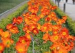 Winter sowing poppies ️ 🌺 A blooming guide for cold months