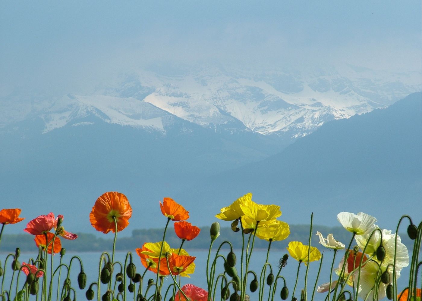 Winter sowing poppies ️ 🌺 A blooming guide for cold months