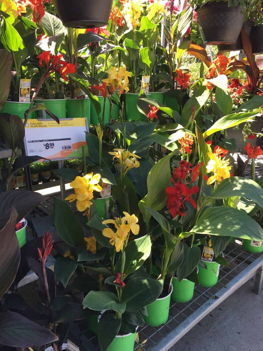 Canna lily 🌸 🌿 A tropical touch for your space