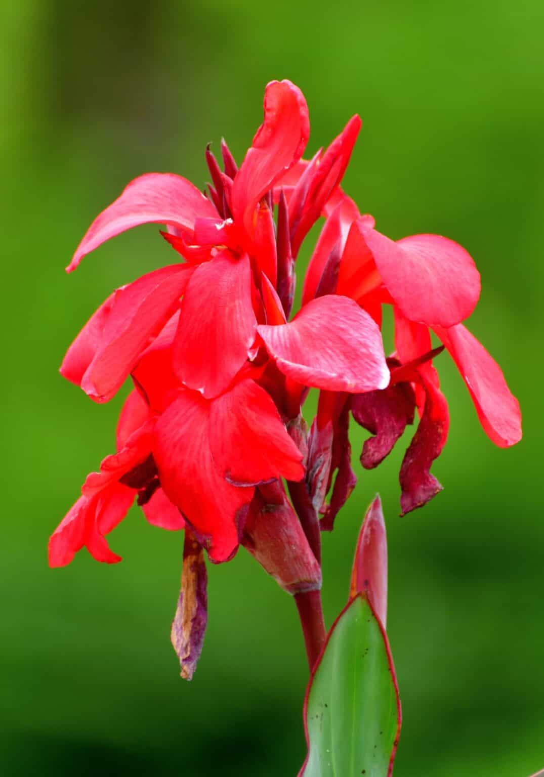 Canna lily 🌸 🌿 A tropical touch for your space