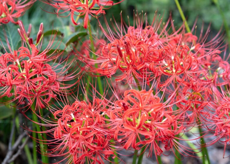 Red spider lily 🌹 🕷️ The mysterious allure of autumn's bloom