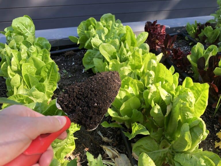 How to grow lettuce 🌱 🥬 Sprout your way to garden-fresh salads