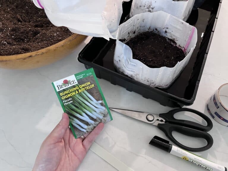 Winter sowing containers ️ 🌱 Picking the best for seed germination