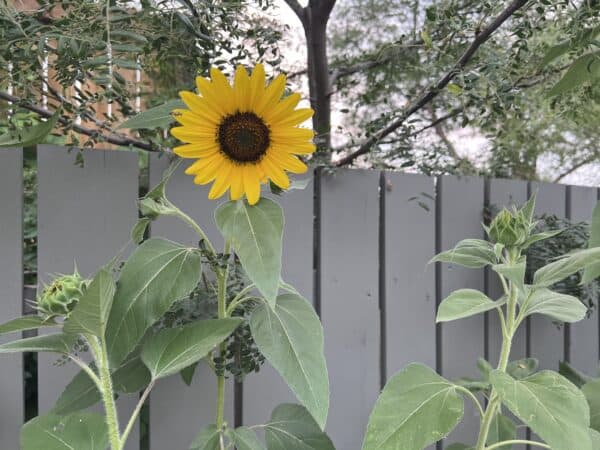 Winter sowing sunflowers ️ 🌻 The cold-weather approach to a sunny garden