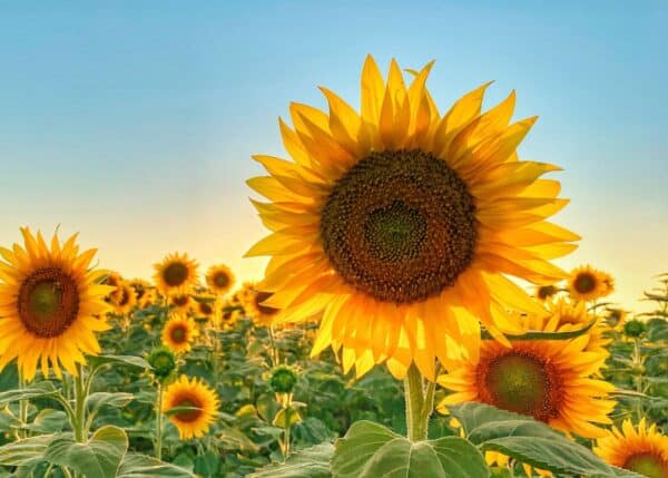 When is sunflower season? 🌻 📅 A comprehensive guide