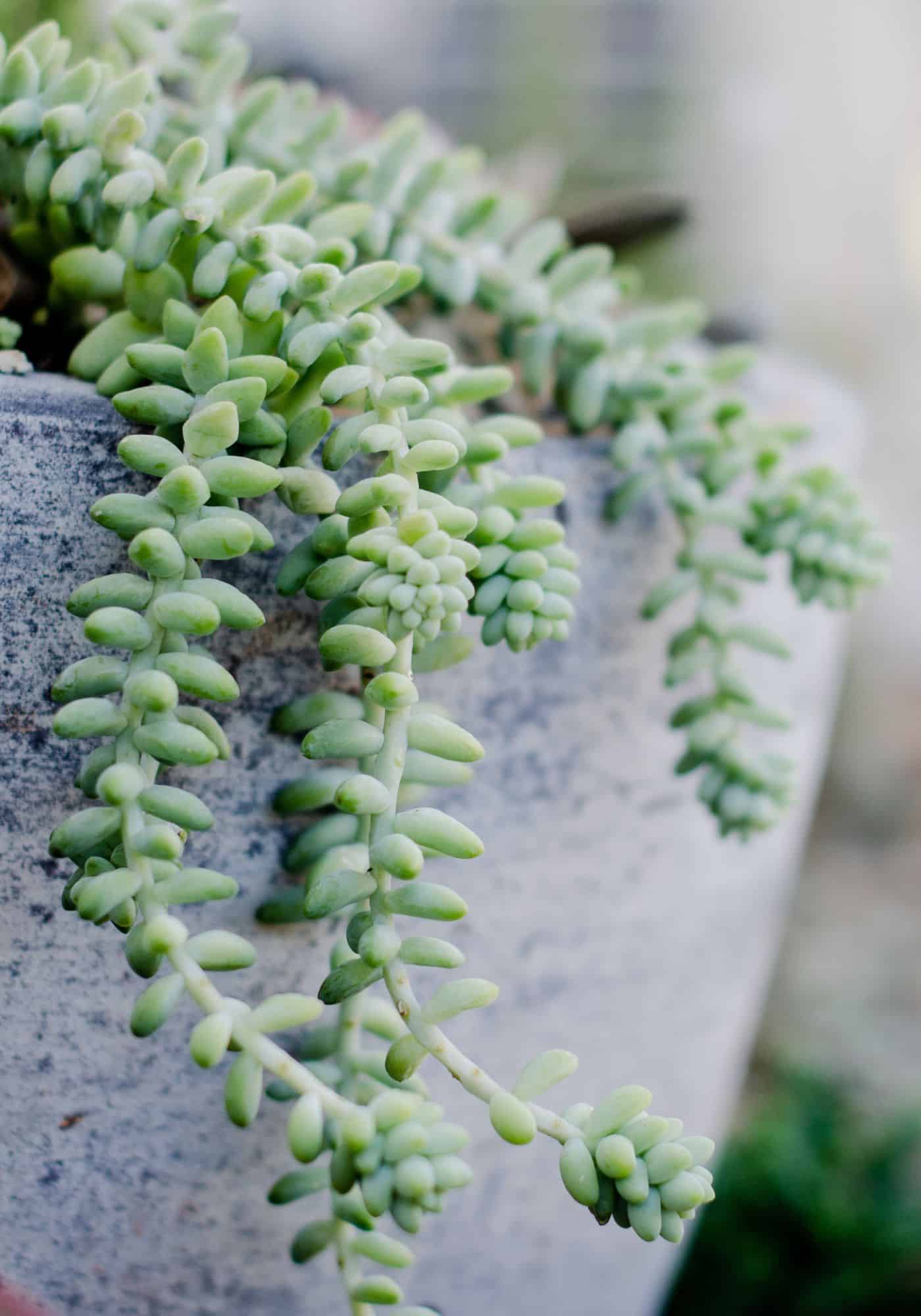 Succulent garden ideas 🌵 💡 Unlock the beauty of drought-tolerant designs