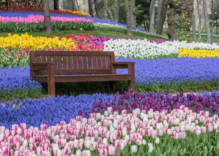 How to grow tulips 🍃🌷 Best practices and care for beautiful blooms