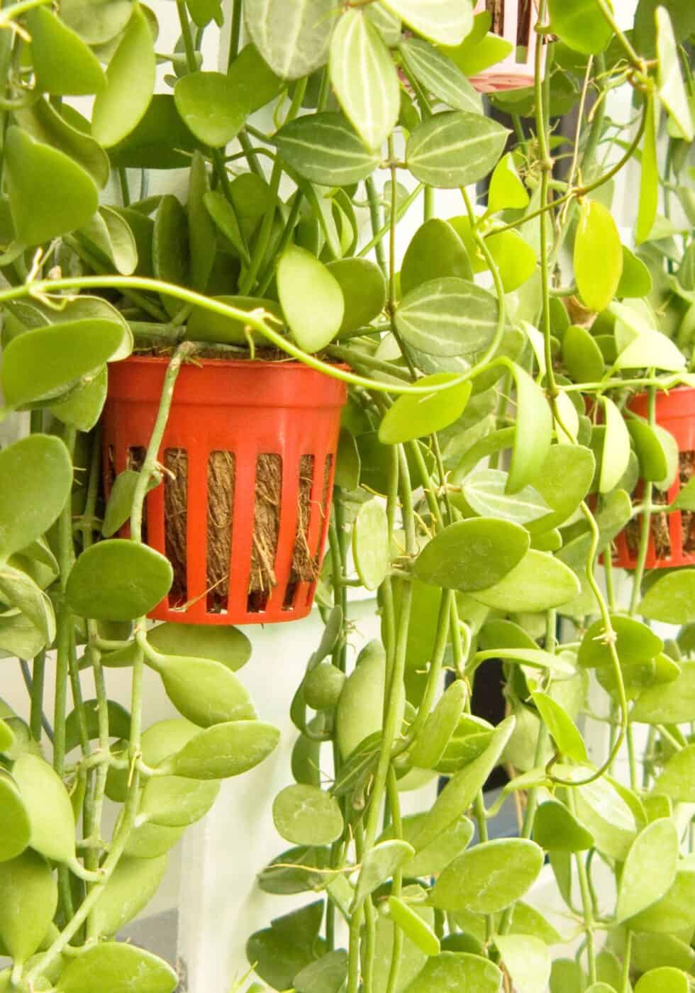 8 small garden ideas 🌿 🌷 Maximizing your limited outdoor space