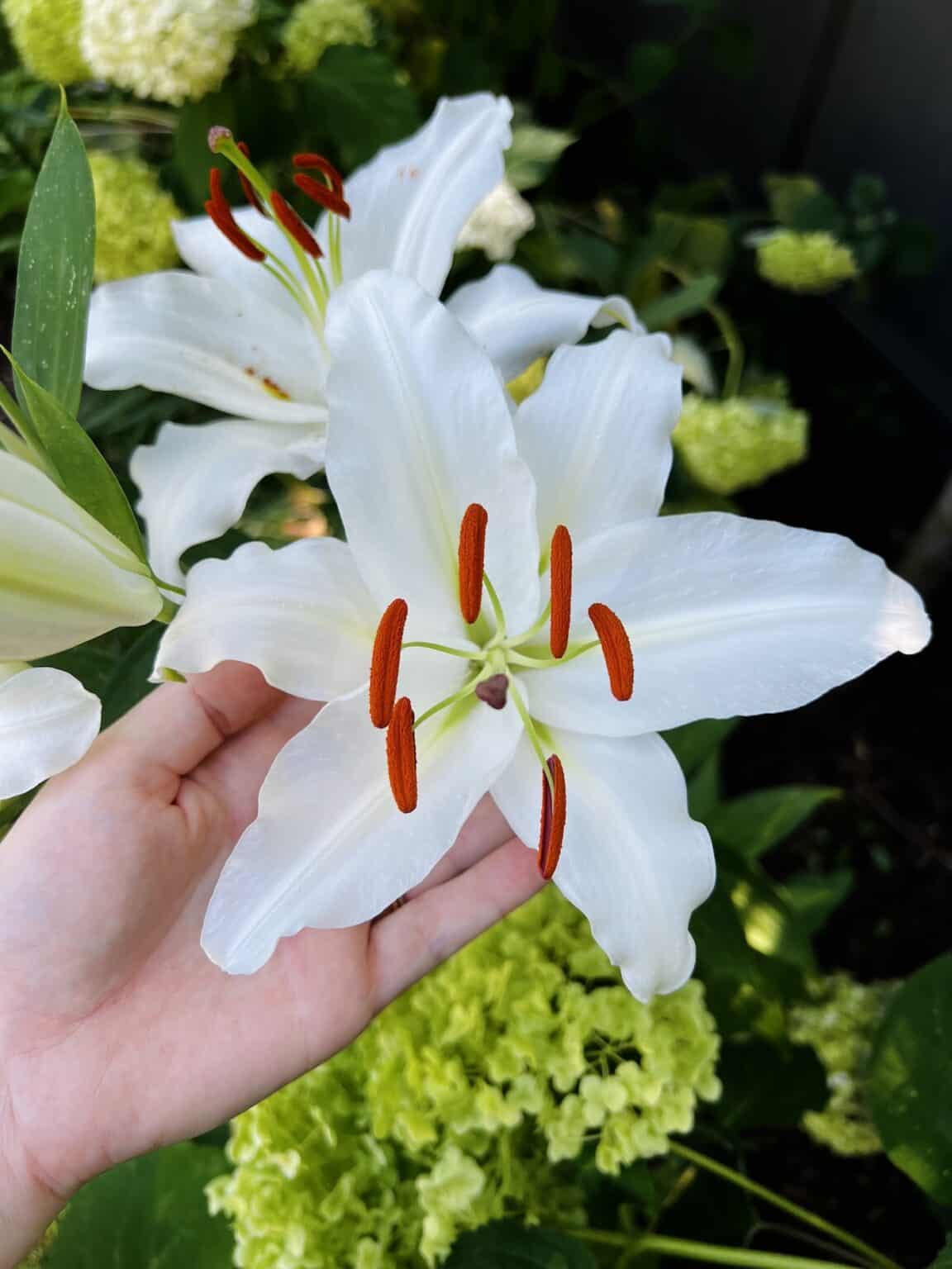 How to grow lilies 🌷🌿 From bulbs to blooms (step-by-step)