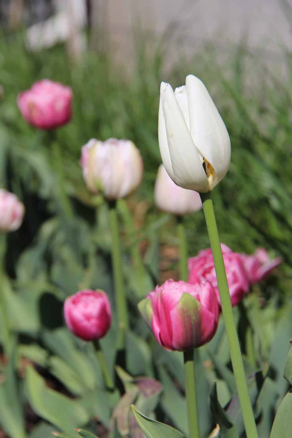 How to grow tulips 🍃🌷 Best practices and care for beautiful blooms