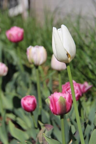 How to grow tulips 🍃🌷 Best practices and care for beautiful blooms
