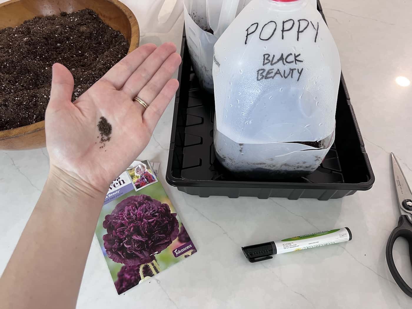 Winter sowing poppies – Home for the Harvest
