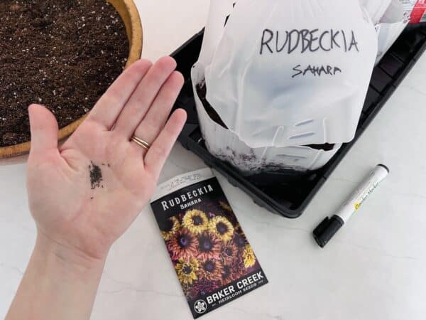 Winter sowing rudbeckia ️ 🌼 Harness the beauty of black-eyed Susans