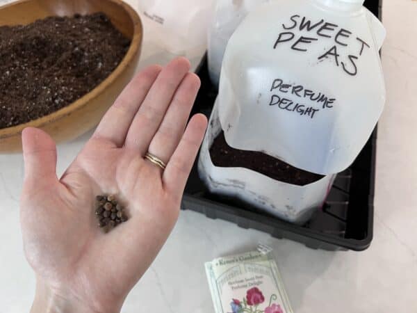 Winter sowing sweet peas ️ 🌱 A step-by-step guide to chilly success