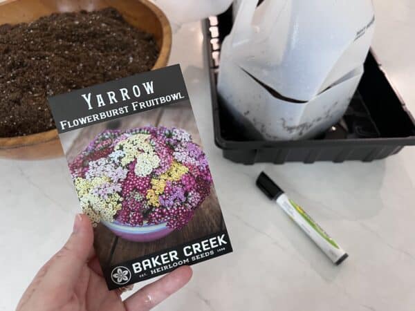 Winter sowing yarrow ️ 🌱 Pro tips for germinating and thriving plants