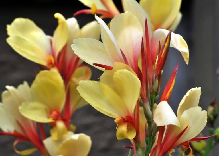 Canna lily 🌸 🌿 A tropical touch for your space
