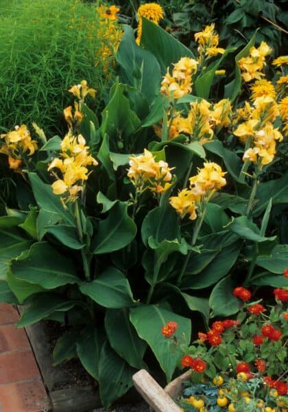 Canna lily 🌸 🌿 A tropical touch for your space