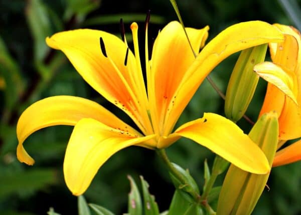 Yellow lilies 🌼 🌟 The bright stars of the summer garden