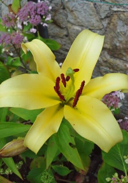 Yellow lilies 🌼 🌟 The bright stars of the summer garden