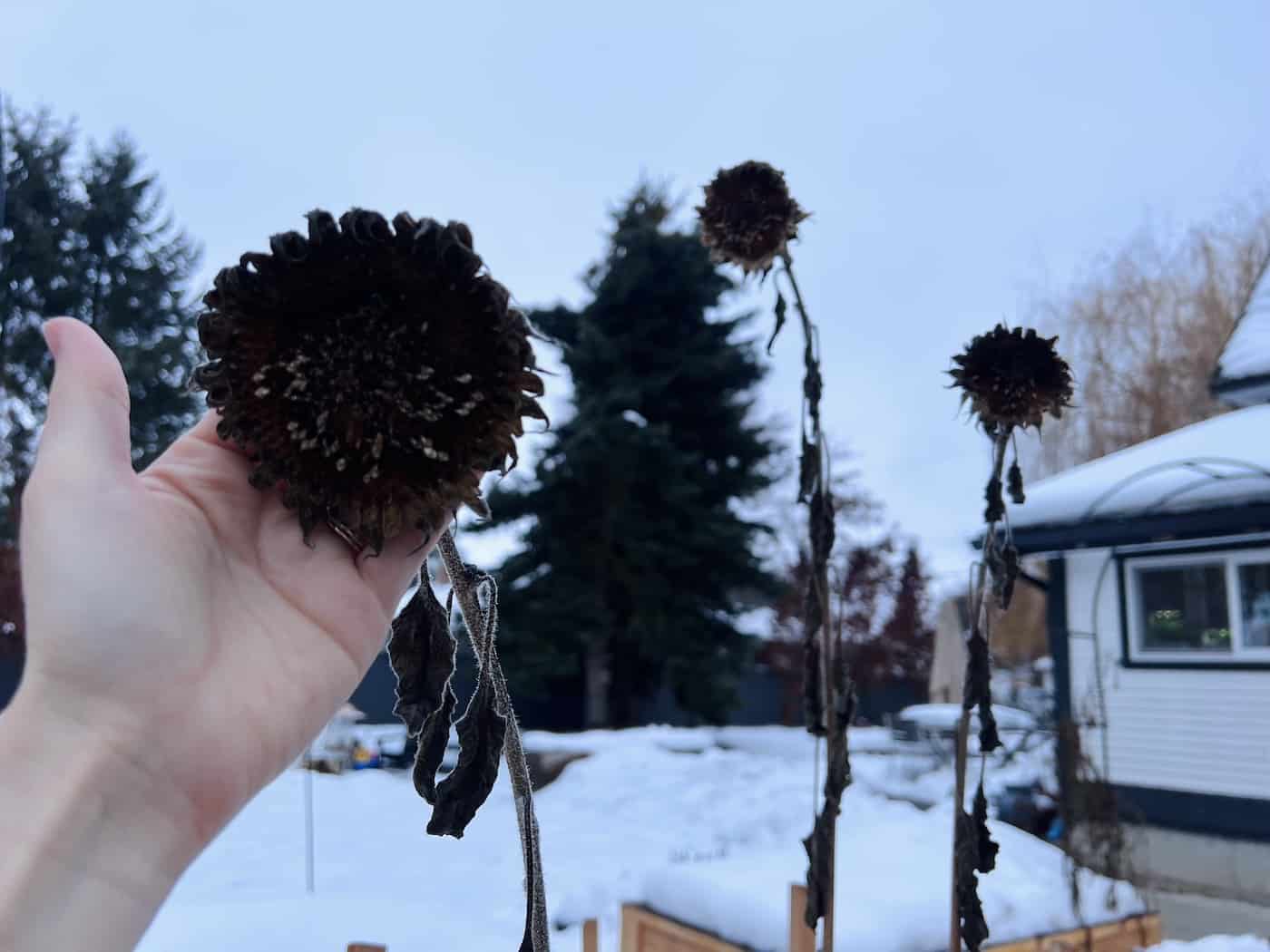 How long does it take for a sunflower to grow? 🌻⏳ A timeline for your ...