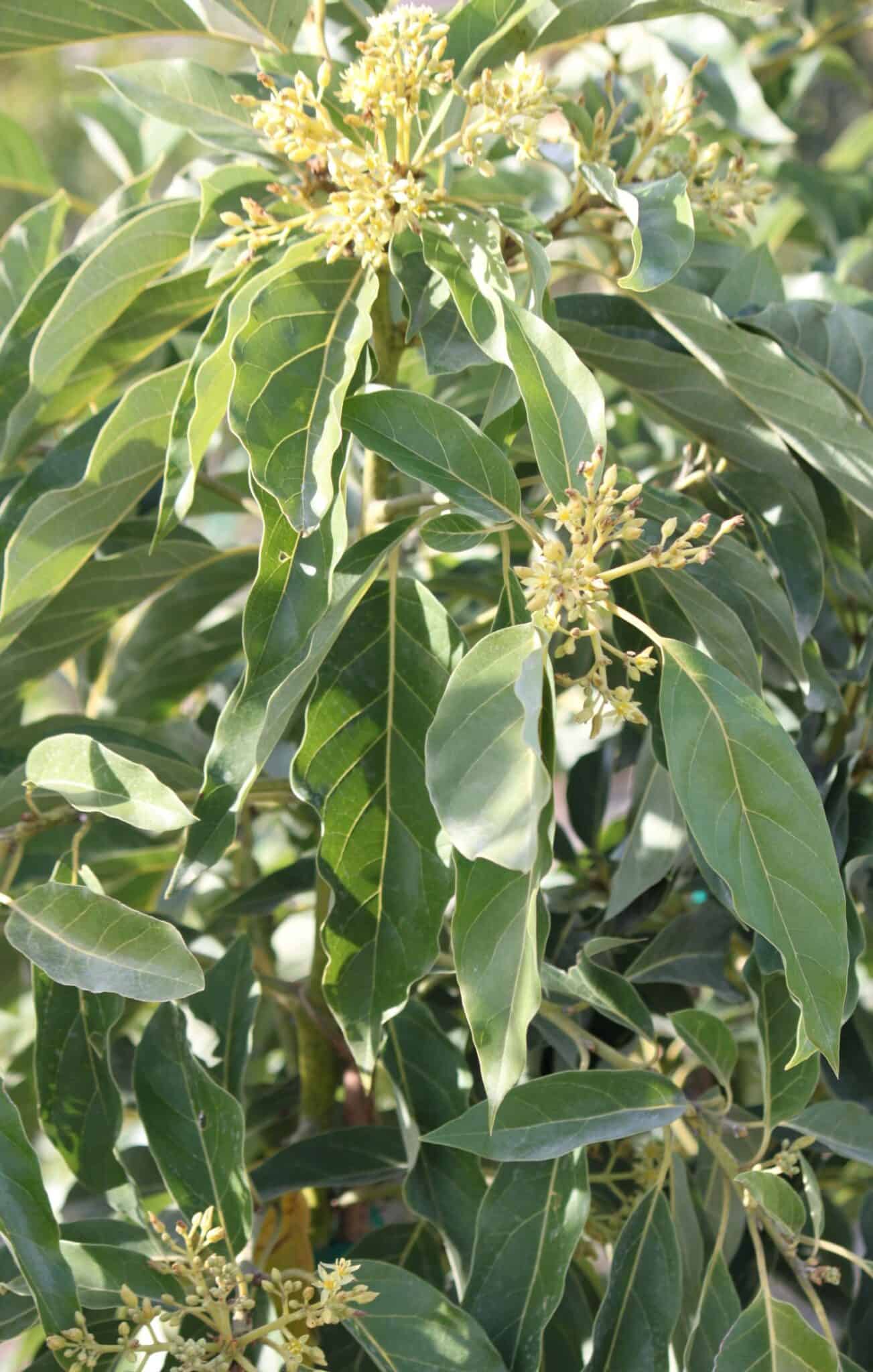 How to grow an avocado tree 🥑 🌳 Steps to lush, fruit-bearing success