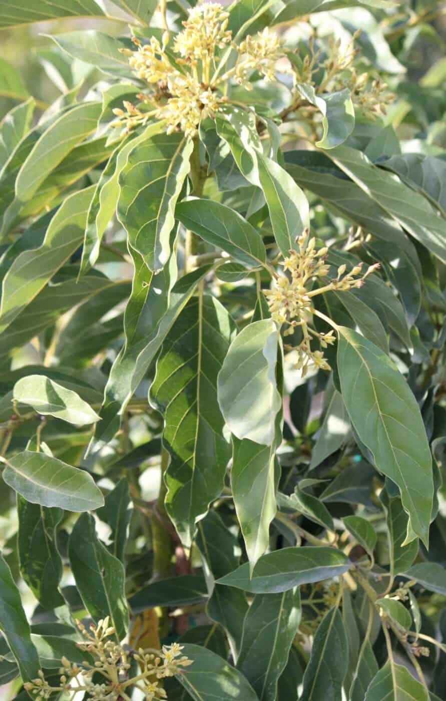 How to grow an avocado tree 🥑 🌳 Steps to lush, fruit-bearing success