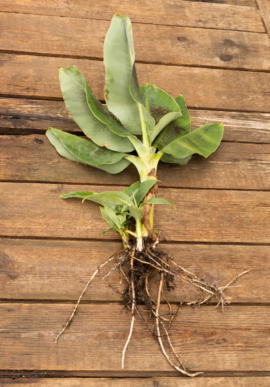 Dwarf cavendish banana tree care essentials 🍌 🌱 Unlock a bounty of bananas!