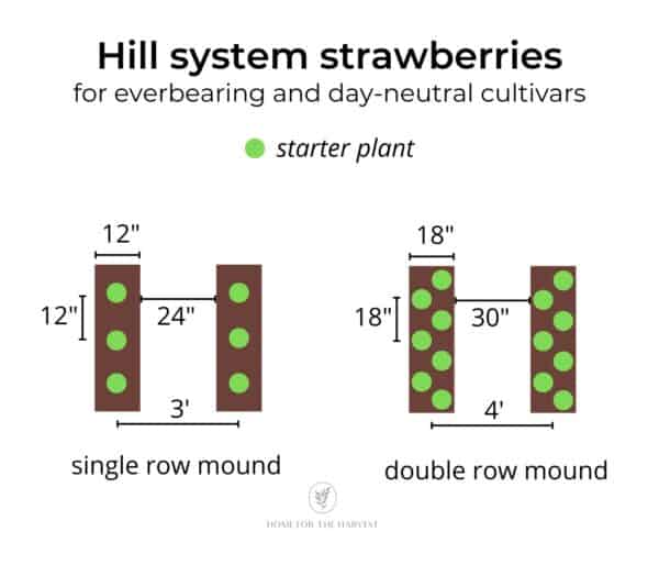 Hill system strawberries 🌿 🍓 A step-by-step guide for gardeners