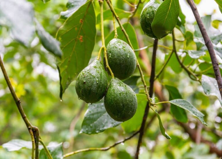 How long for an avocado tree to bear fruit? 🌳 🥑 The journey from ...