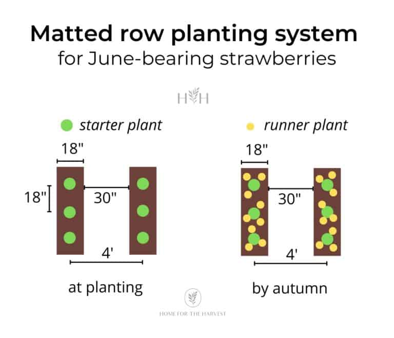 Matted row strawberries 🍓 🌿 A traditional method for abundant harvests