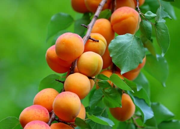 Tilton apricots 🌳 🍑 Top canning cultivar with late-blooming flowers