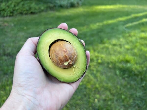 How to grow an avocado tree from seed 🌳 🥑 Steps to sprout success