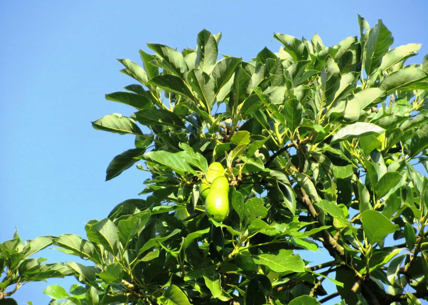 How to fertilize an avocado tree