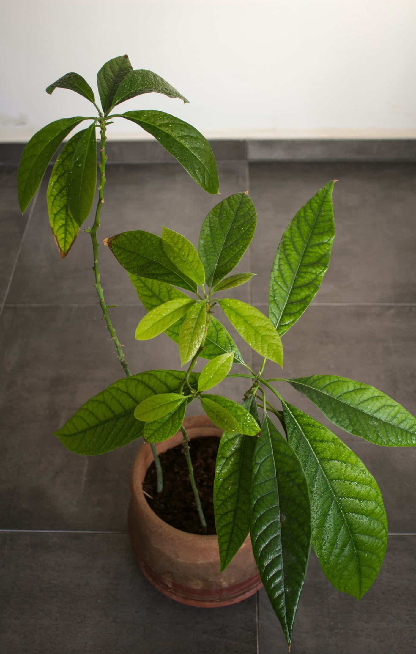 Avocado tree soil essentials 🌱 🥑 Crafting the perfect mix for growth