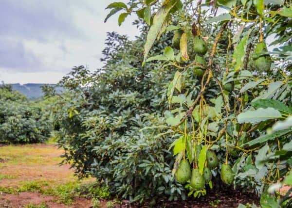 Avocado tree zone guide 🌿 🥑 Understanding the best climates for growth.