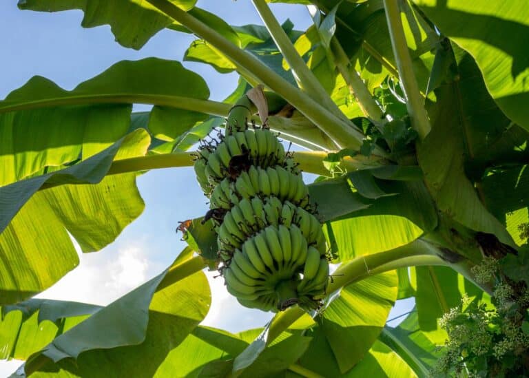 How to grow a banana tree 🌱 🍌 Step into the world of tropical gardening