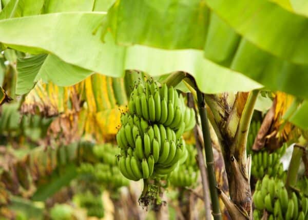Banana tree fertilizer 🌿 🍌 Essential nutrients for luscious fruit