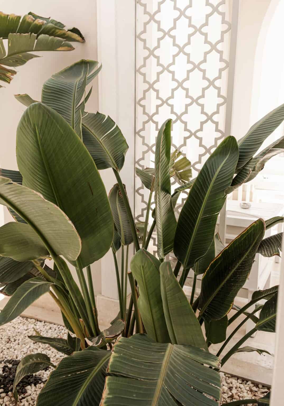 Indoor banana plant 🌱 🍌 Bring the tropics to your living room