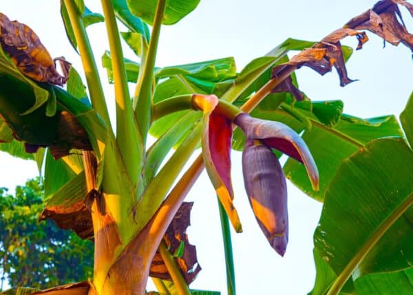 Banana tree flowering stages 🌼🍌 Follow the journey of growth