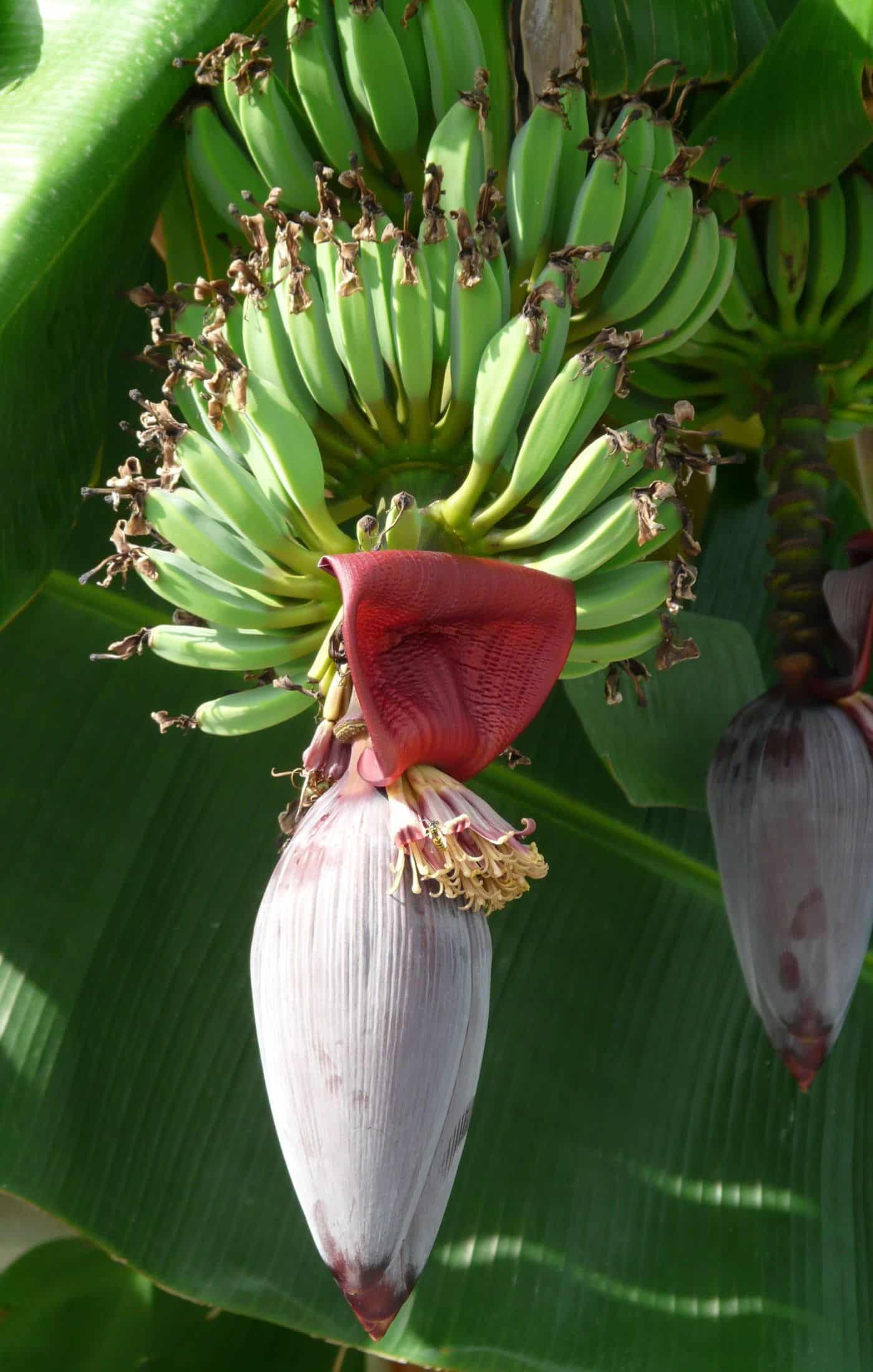 Banana tree flowering stages 🌼🍌 Follow the journey of growth
