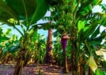 Banana tree roots 🌱 🍌 Dive into the underground world of banana plants