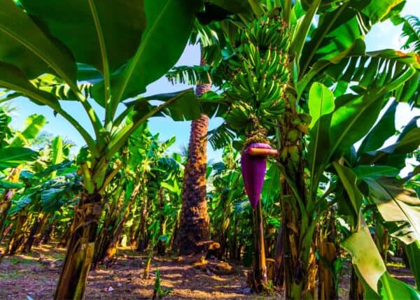 Banana tree roots 🌱 🍌 Dive into the underground world of banana plants
