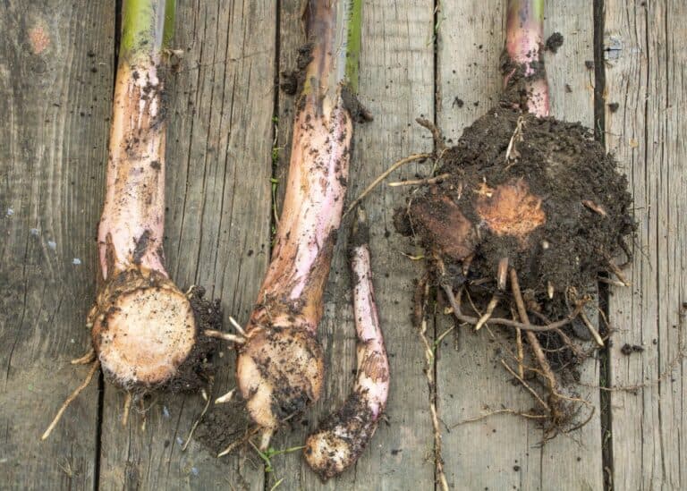 How to propagate banana trees with ease 🍌 🌱 Turn one plant into many!