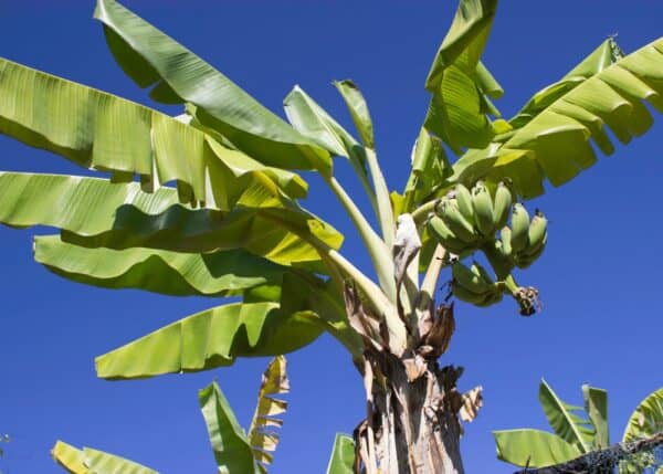 Banana tree care essentials 🍌 🌳 Discover how to nourish and protect ...